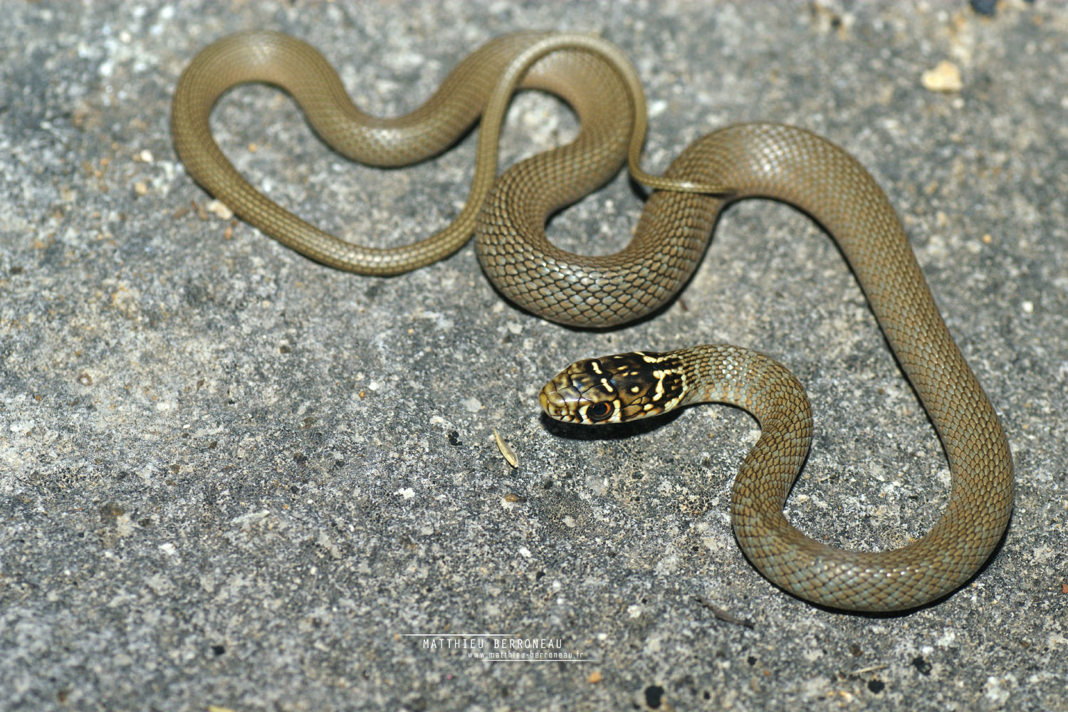 La Couleuvre verte et jaune Hierophis viridiflavus, the Western Whip Snake | Matthieu Berroneau ...