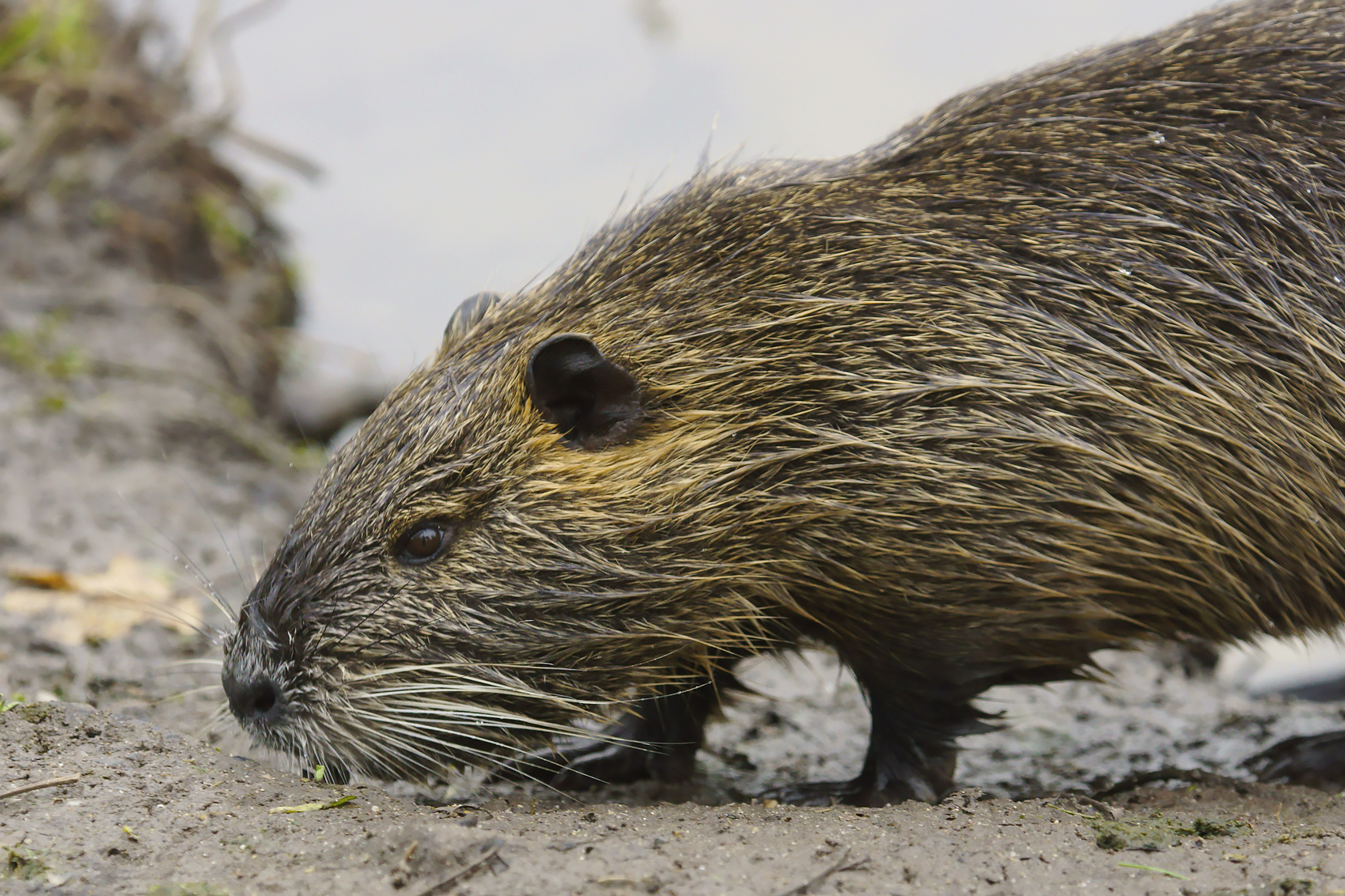 Photos de Mammifères | Matthieu Berroneau - Photographe