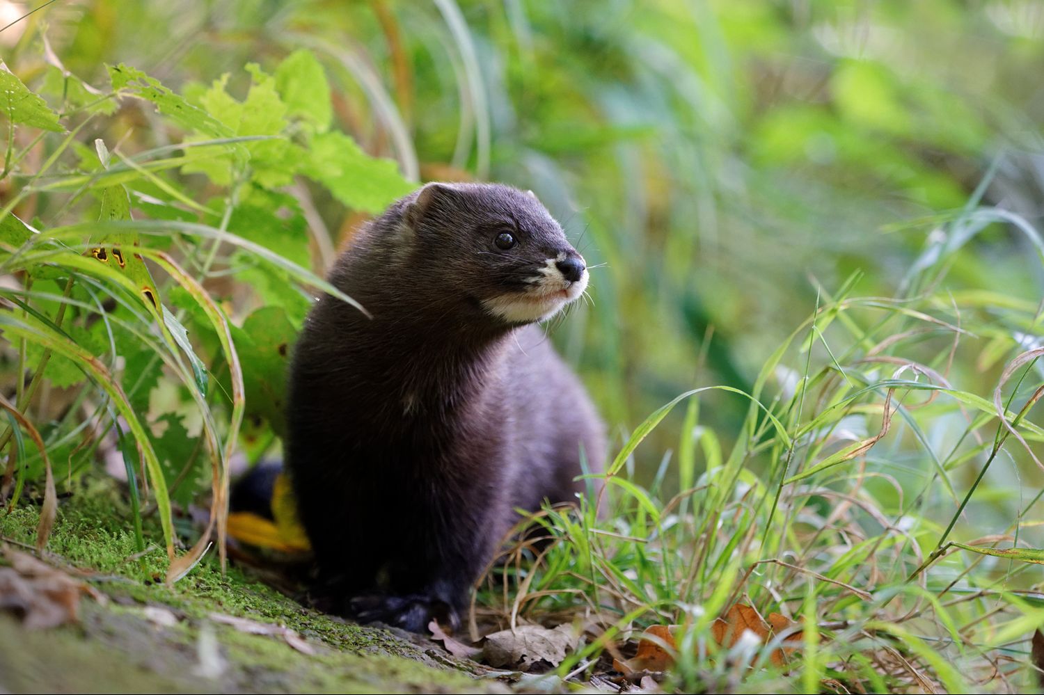 Vison d'Europe Mustela lutreola | Matthieu Berroneau - Photographe