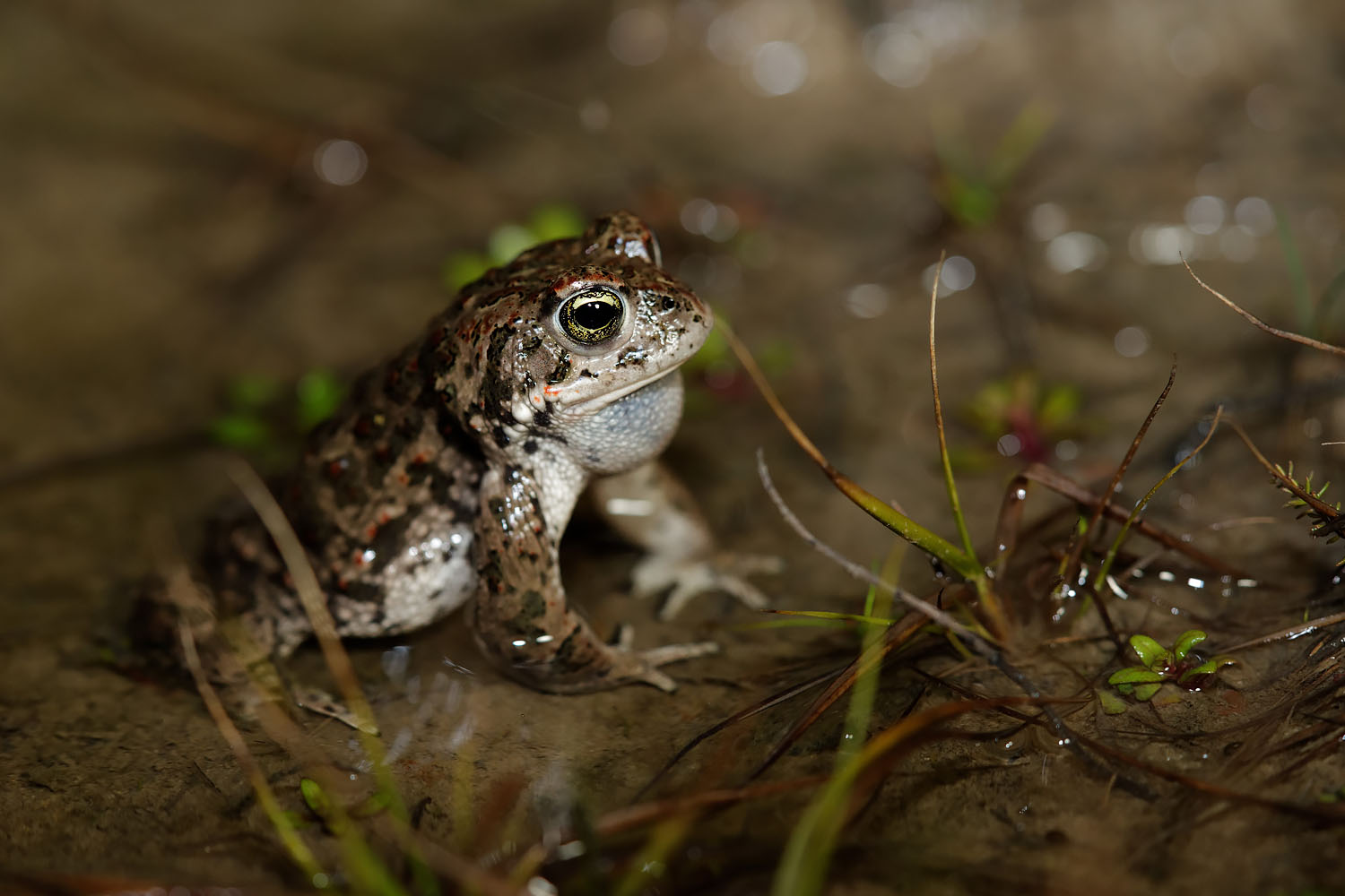 Reproduction du Crapaud calamite et prédation par la loutre d'Europe ...