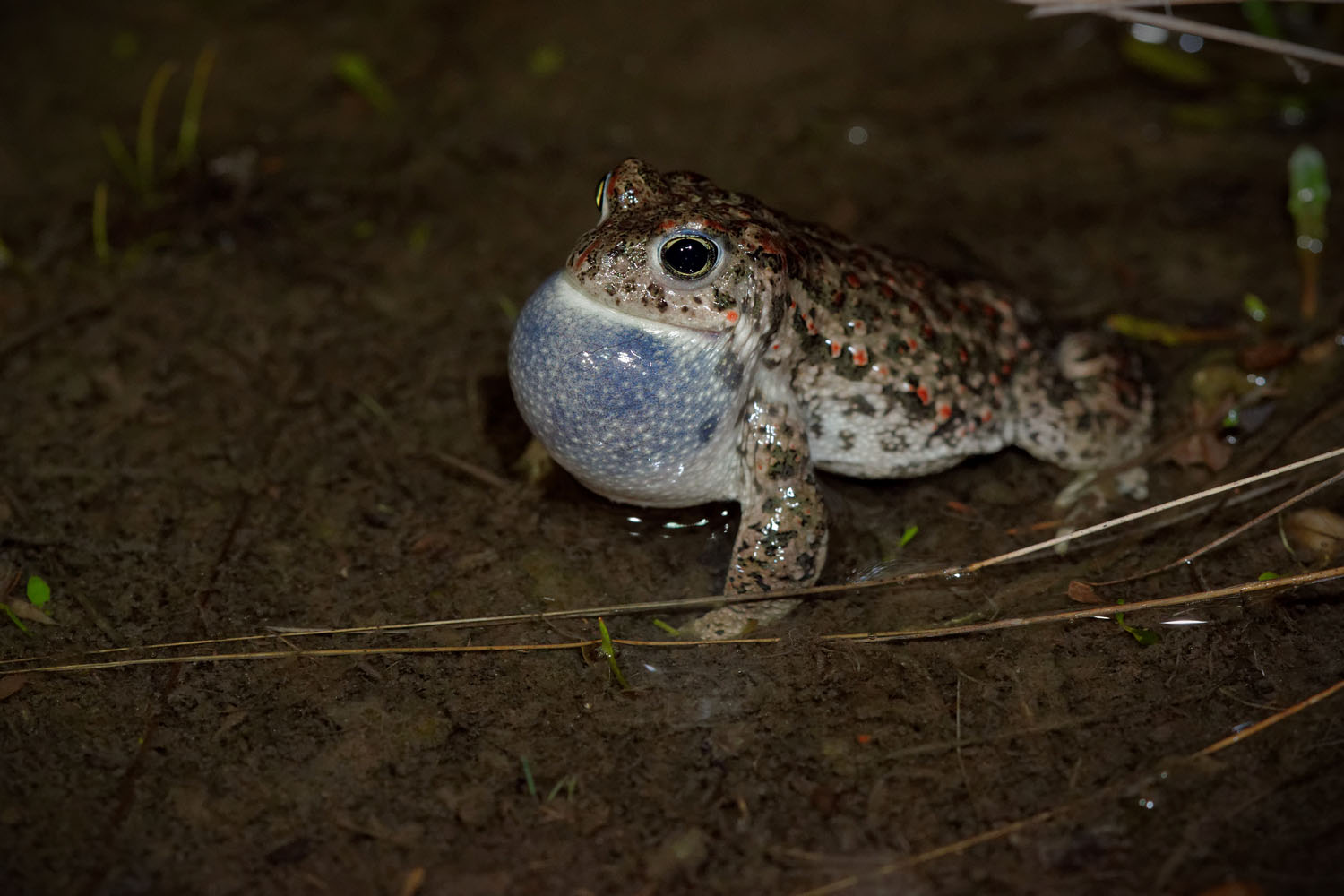 Reproduction du Crapaud calamite et prédation par la loutre d'Europe ...