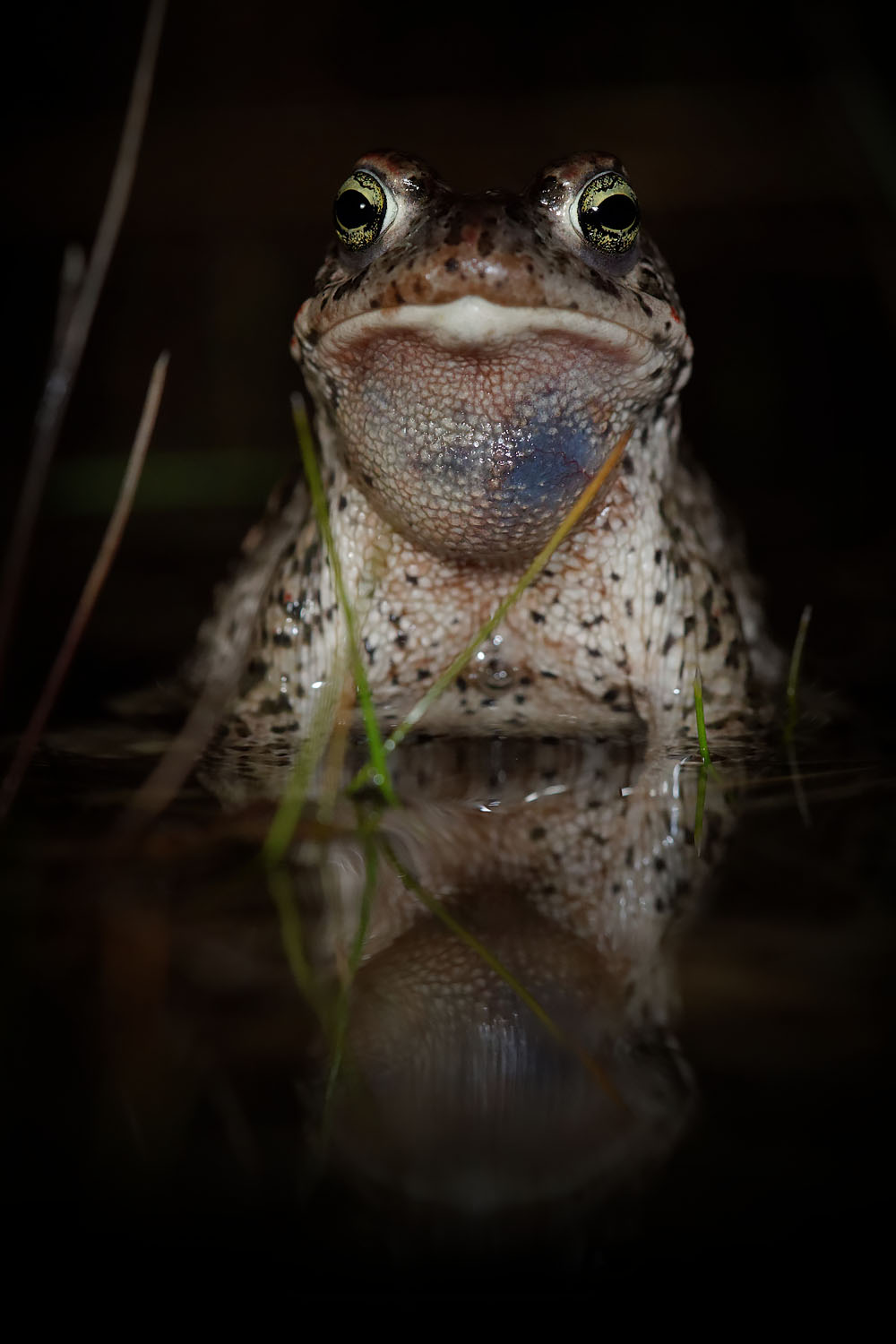 Reproduction du Crapaud calamite et prédation par la loutre d'Europe ...
