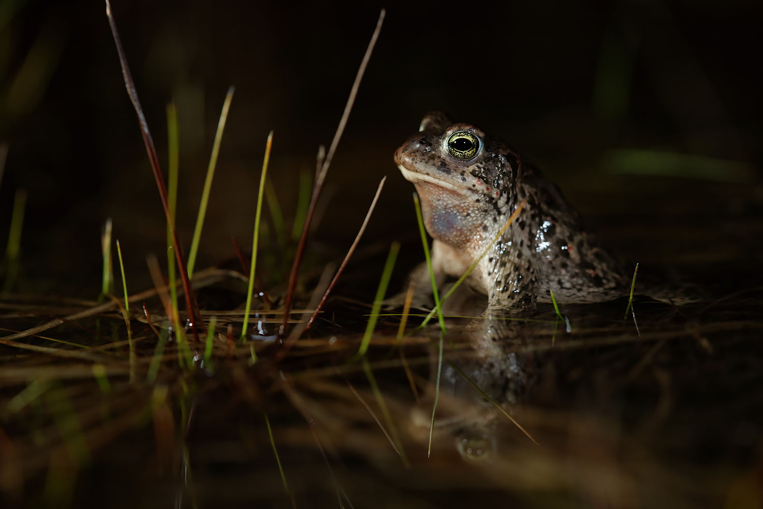 Reproduction du Crapaud calamite et prédation par la loutre d'Europe ...