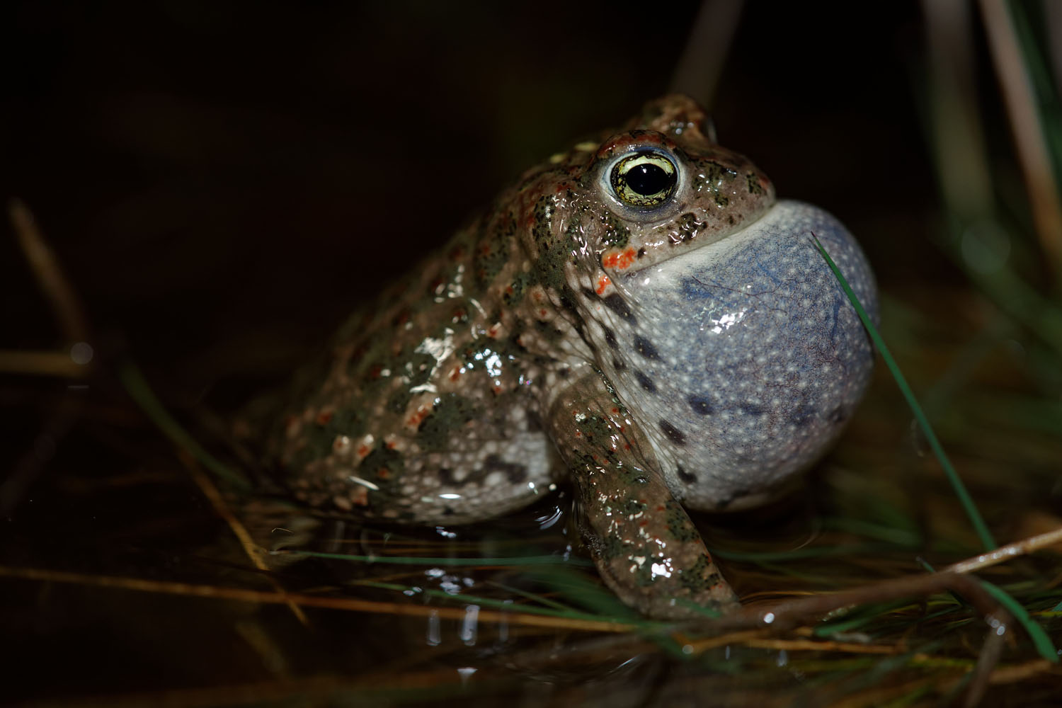 Reproduction du Crapaud calamite et prédation par la loutre d'Europe ...