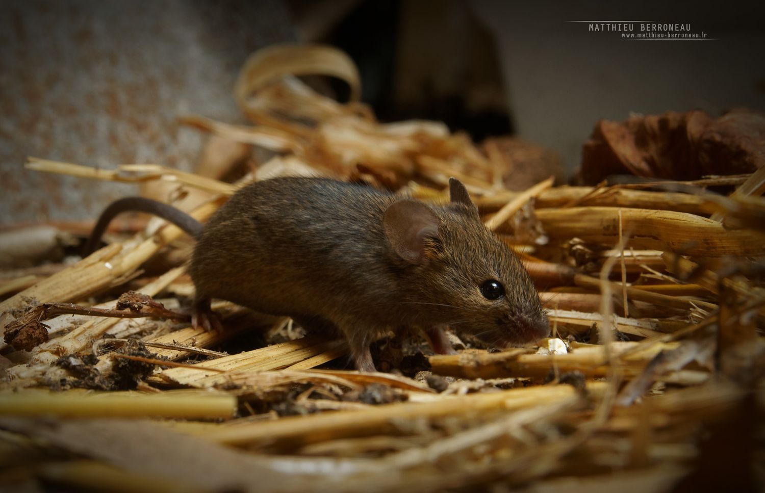 Mulot ou Souris ? | Matthieu Berroneau - Photographe