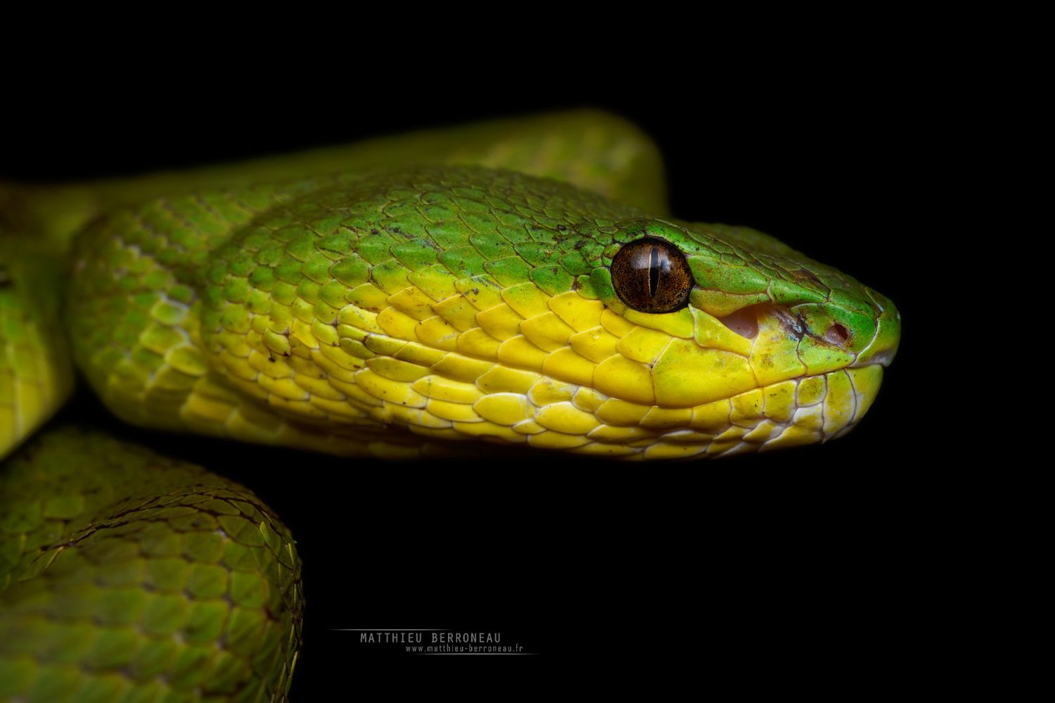 Trimeresurus insularis bleue | Matthieu Berroneau - Photographe