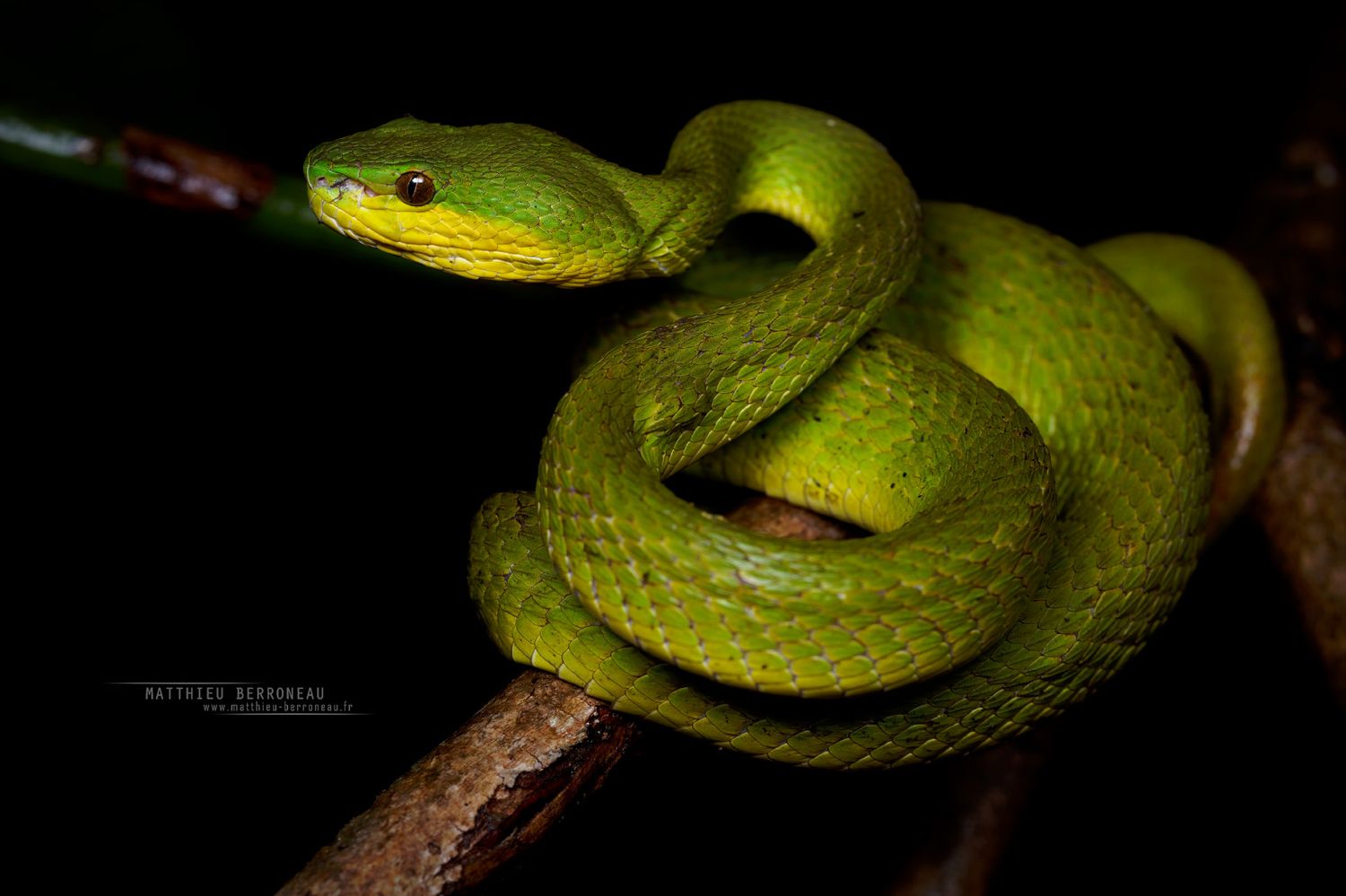 Trimeresurus insularis bleue | Matthieu Berroneau - Photographe