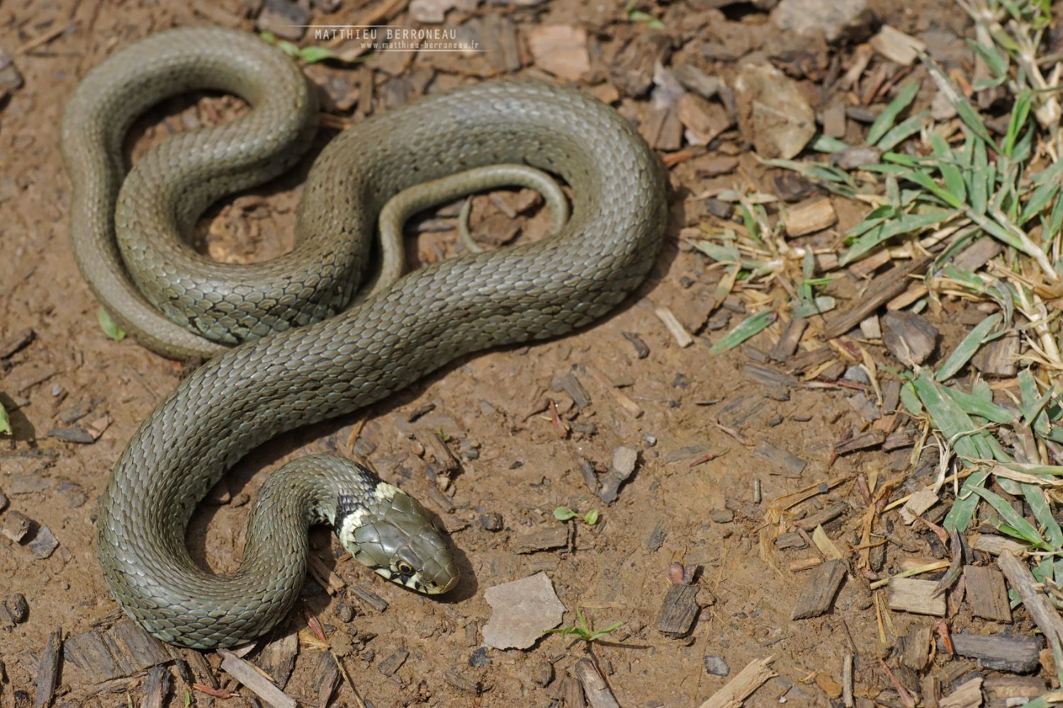 Natrix astreptophora dans le sud-ouest de la France ? | Matthieu ...