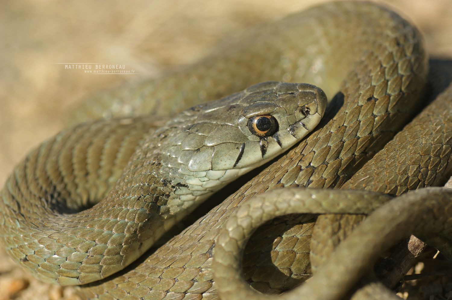 Natrix astreptophora dans le sud-ouest de la France ? | Matthieu ...