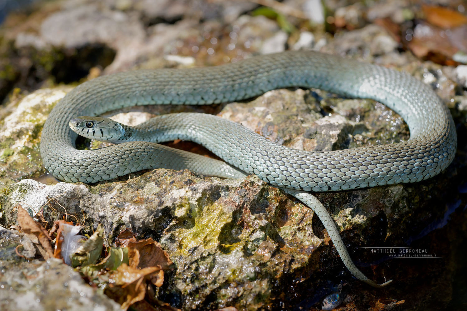 Natrix astreptophora dans le sud-ouest de la France ? | Matthieu ...