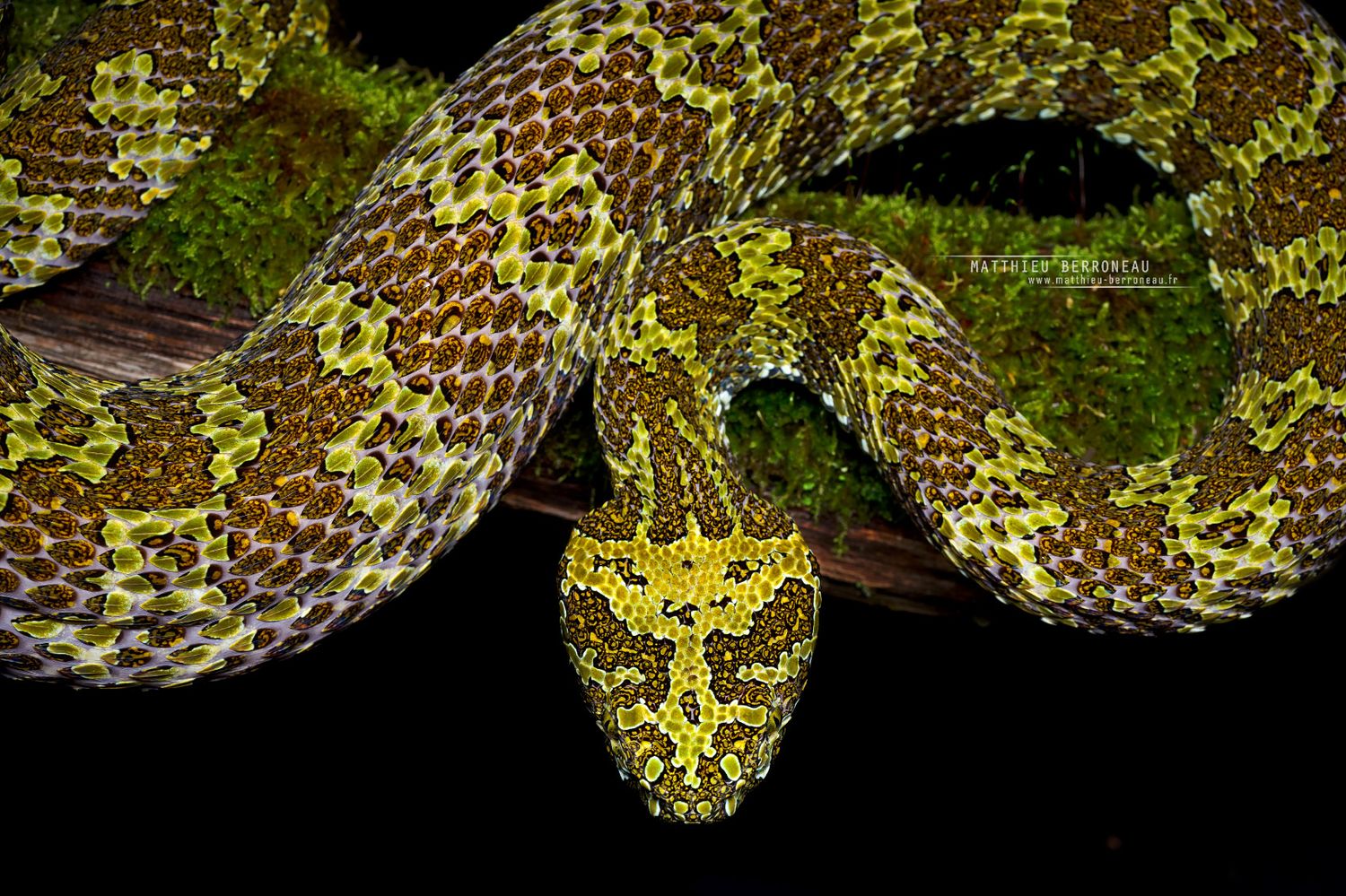 Protobothrops mangshanensis, la vipère du Mont Mang | Matthieu ...
