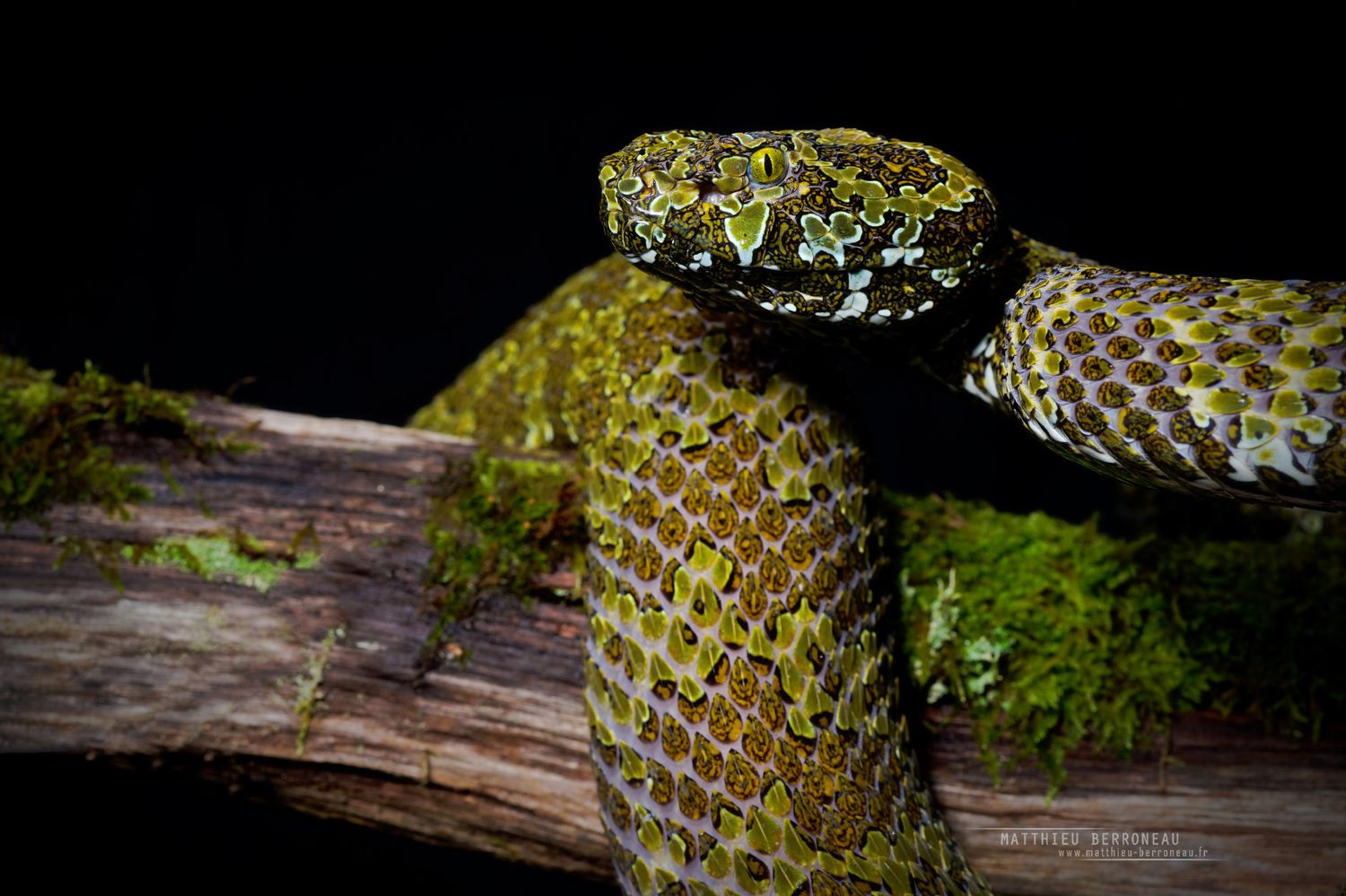 Protobothrops mangshanensis, la vipère du Mont Mang | Matthieu ...