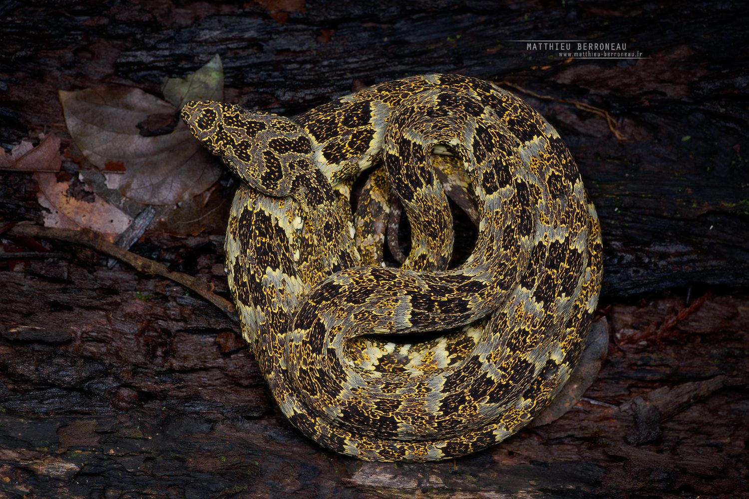 Bothrops taeniatius, the Speckled Forest Pit Viper, la vipère lichen ...