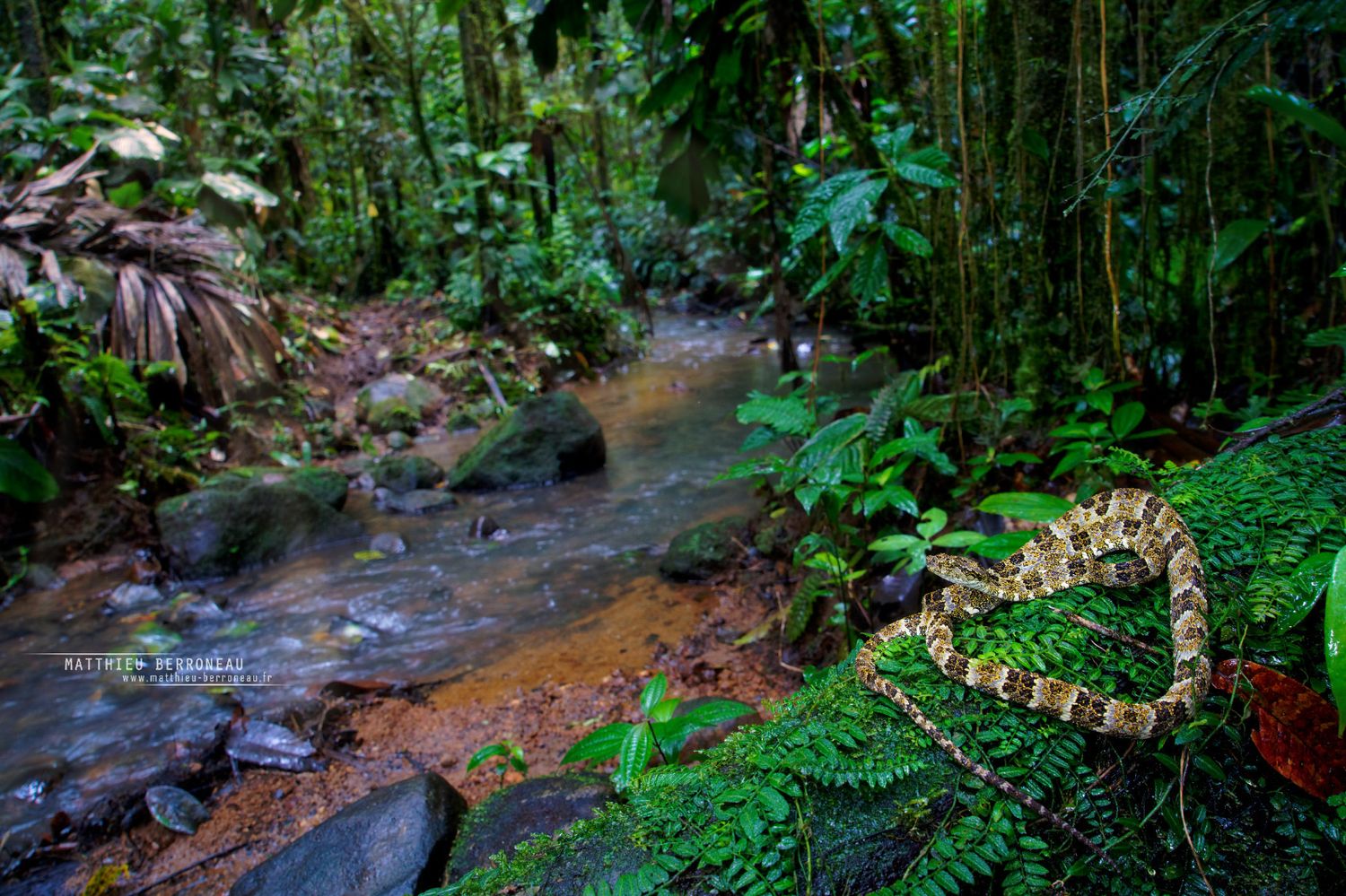 Bothrops taeniatius, the Speckled Forest Pit Viper, la vipère lichen ...