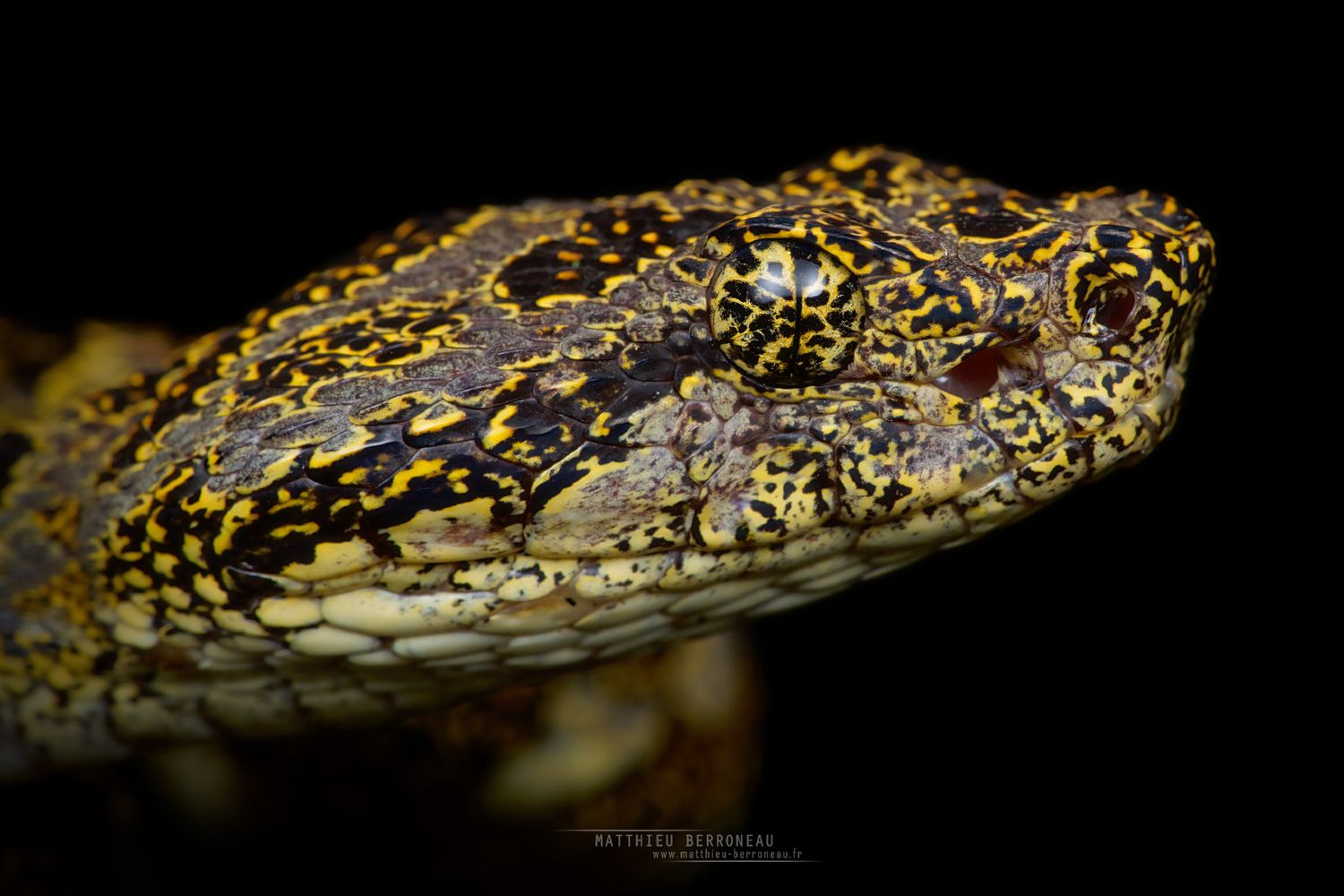 Bothrops taeniatius, the Speckled Forest Pit Viper, la vipère lichen ...