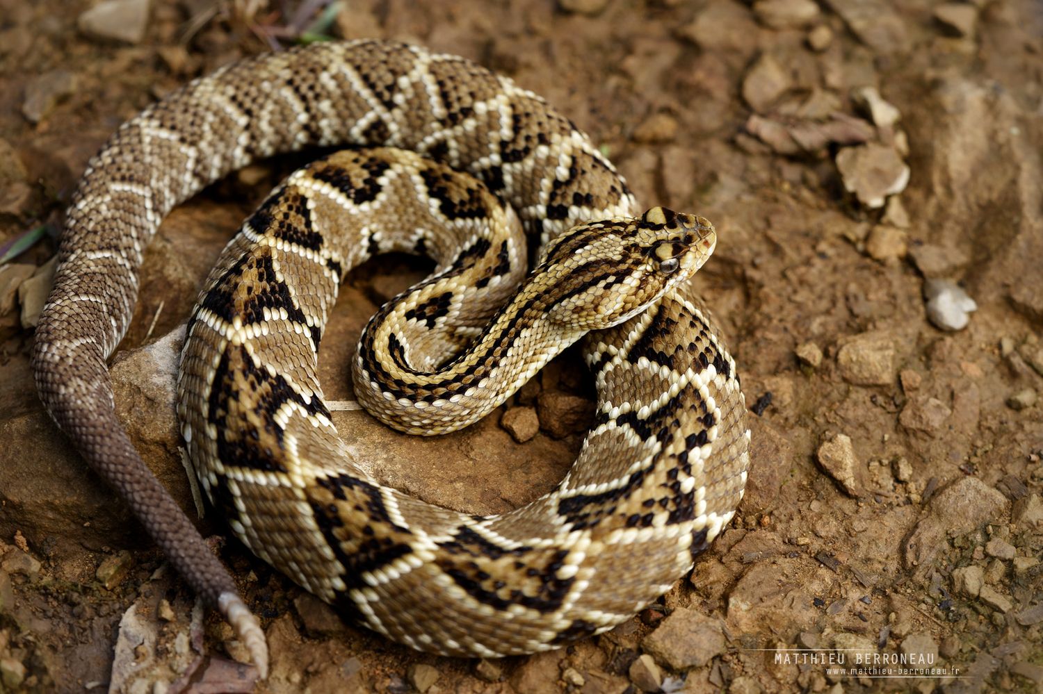 Photo of Crotalus mictlantecuhtli | Matthieu Berroneau - Photographe