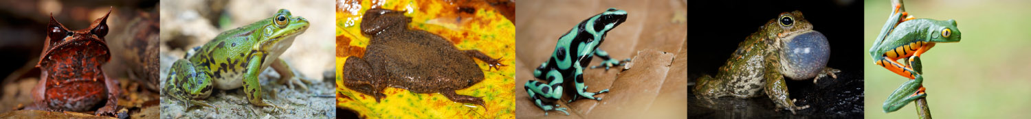 Phototheque Anoures - Photo library anura Matthieu Berroneau | Matthieu ...
