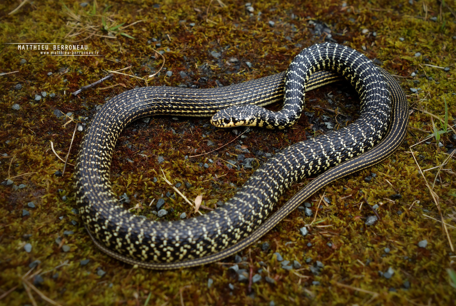 La Couleuvre verte et jaune Hierophis viridiflavus, the Western Whip ...