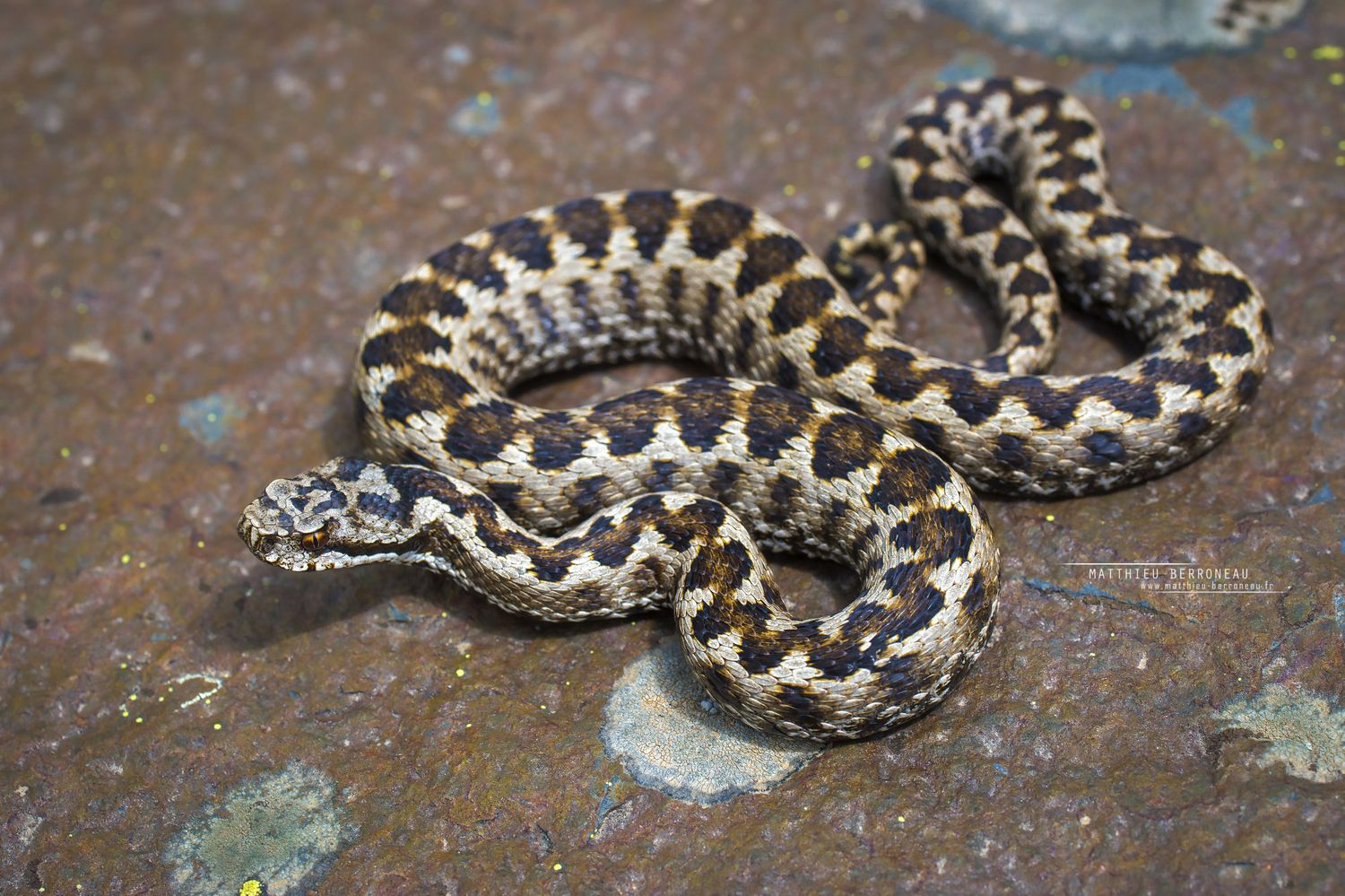 Asp viper, most beautiful - Vipère aspic, la plus belle | Matthieu ...