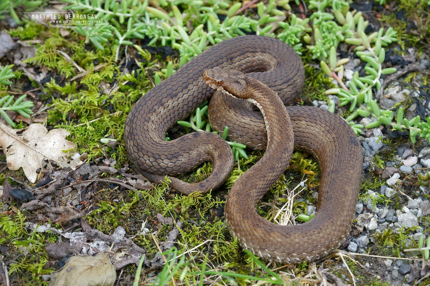 Asp viper, most beautiful - Vipère aspic, la plus belle | Matthieu ...