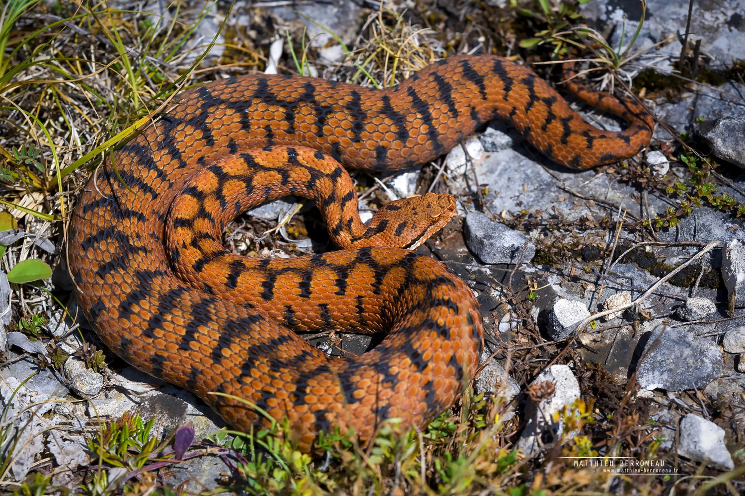 Asp viper, most beautiful - Vipère aspic, la plus belle | Matthieu ...