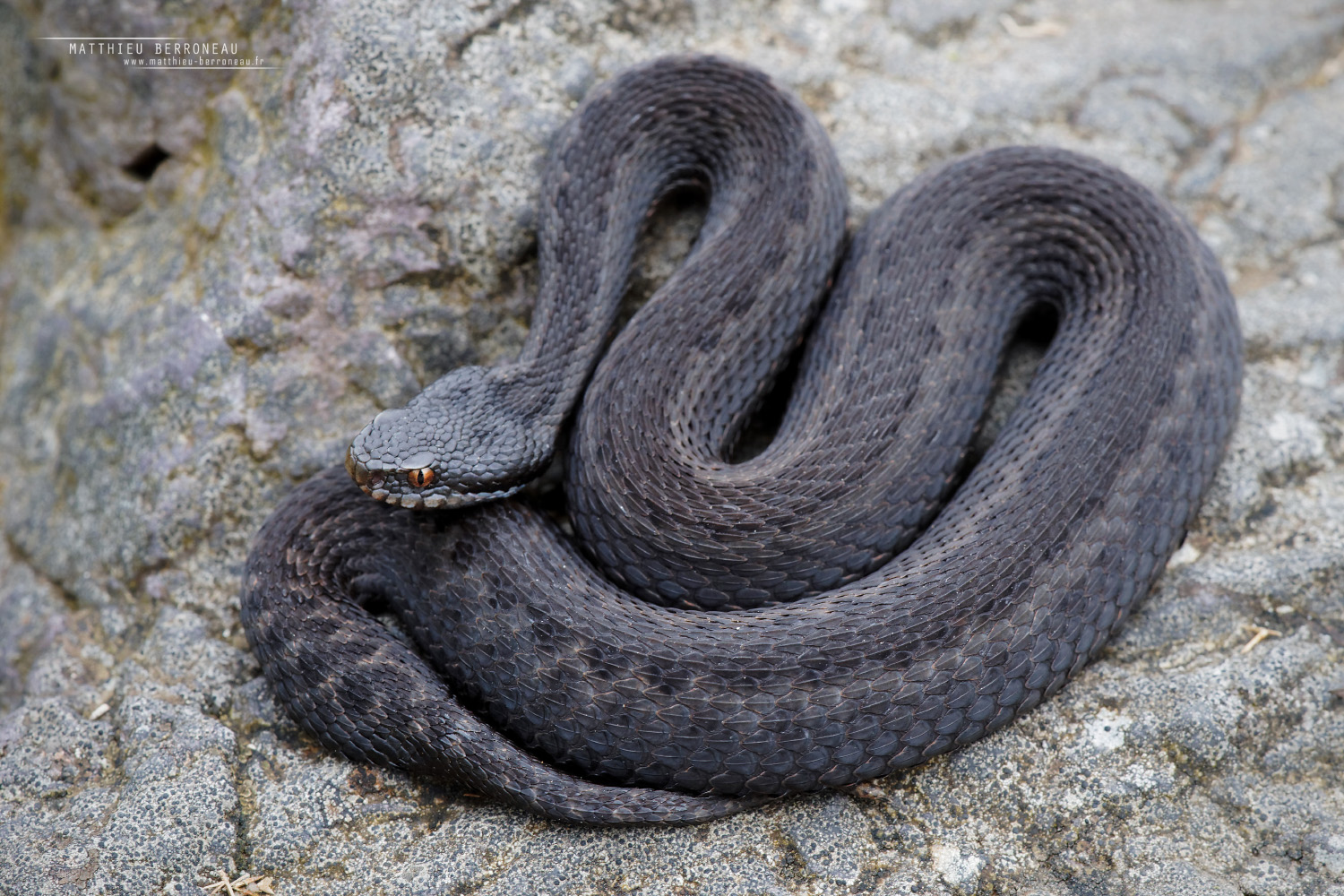 La Vipère de Seoane Vipera seoanei, the Seoane's viper | Matthieu ...