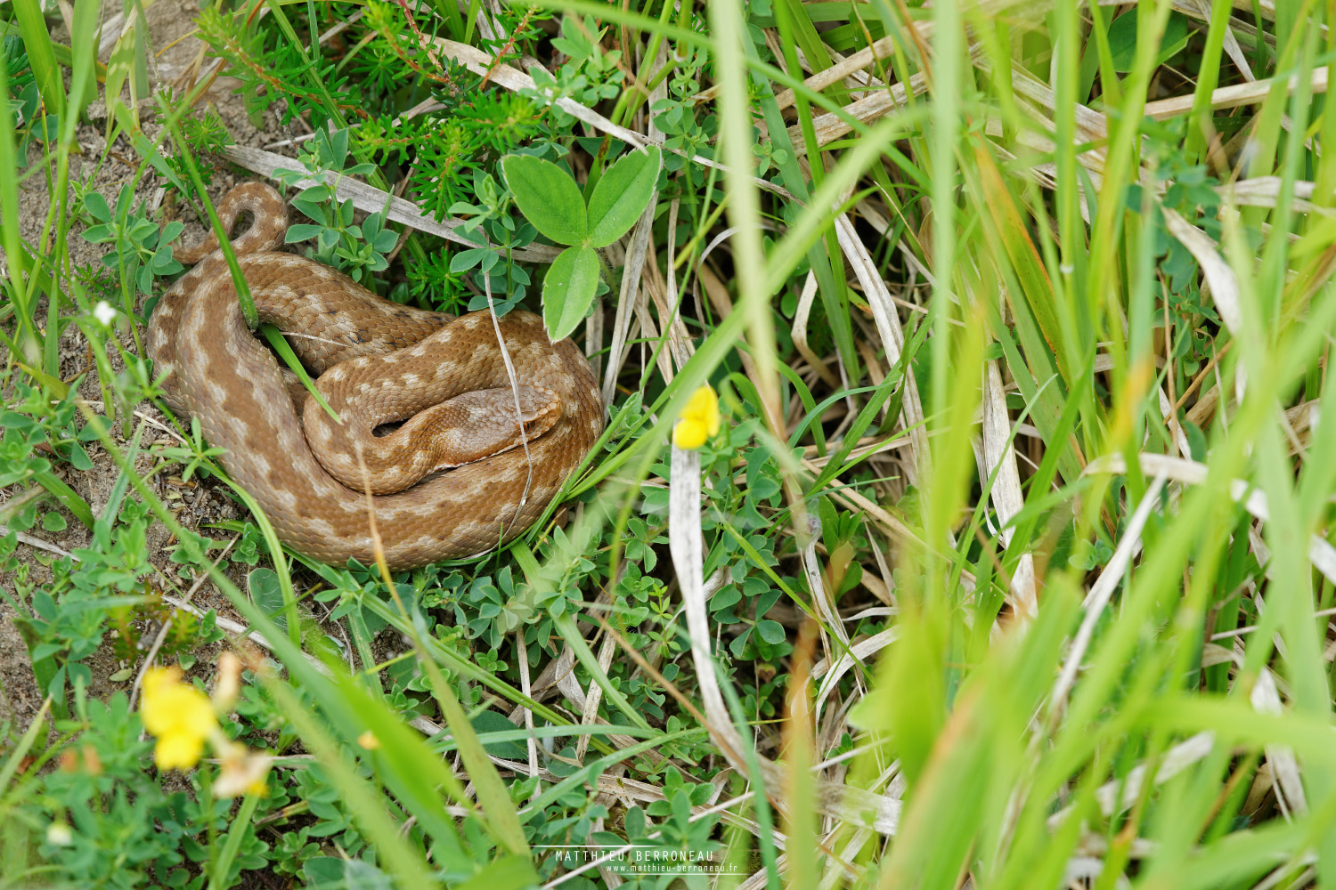 La Vipère de Seoane Vipera seoanei, the Seoane's viper | Matthieu ...