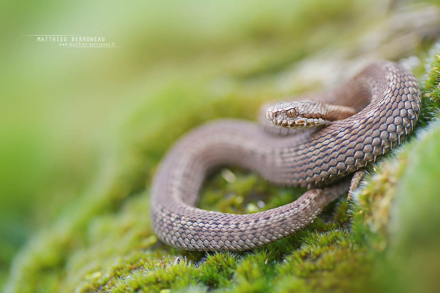La Vipère de Seoane Vipera seoanei, the Seoane's viper | Matthieu ...