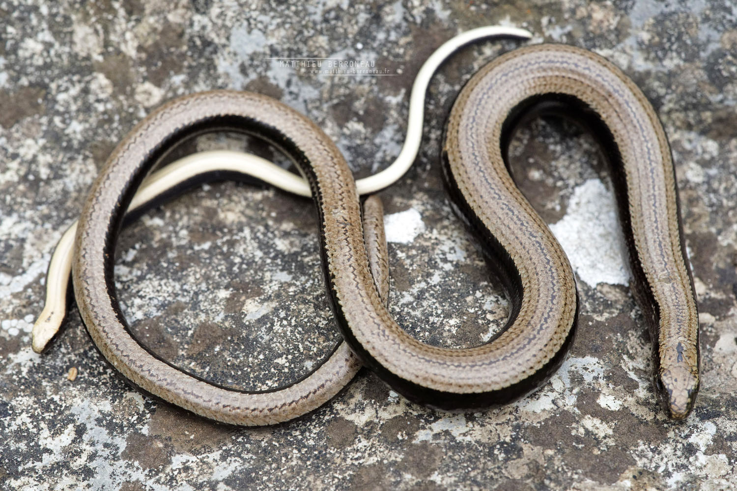 L'Orvet fragile Anguis fragilis, the Slow worm | Matthieu Berroneau ...