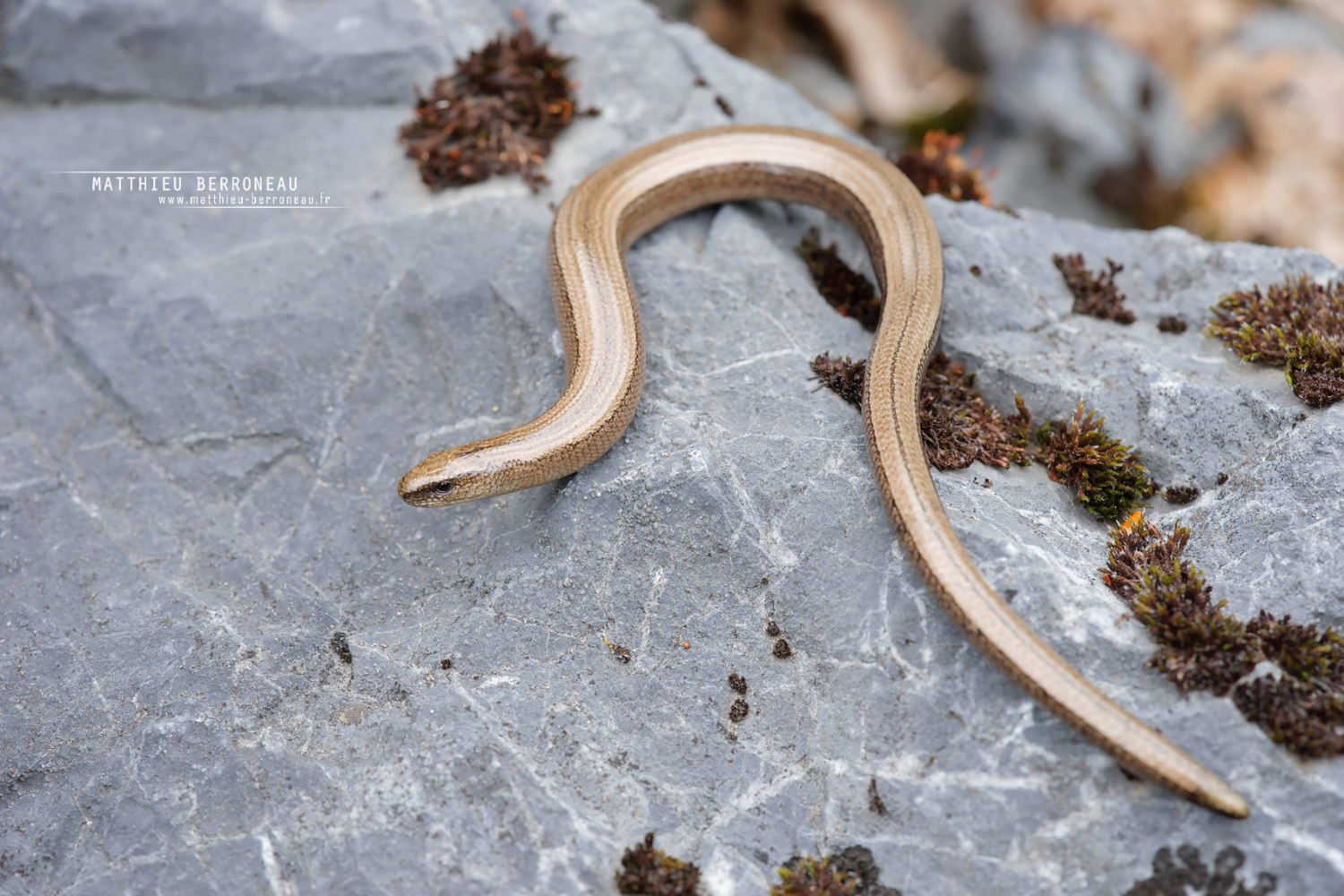 L'Orvet fragile Anguis fragilis, the Slow worm | Matthieu Berroneau ...