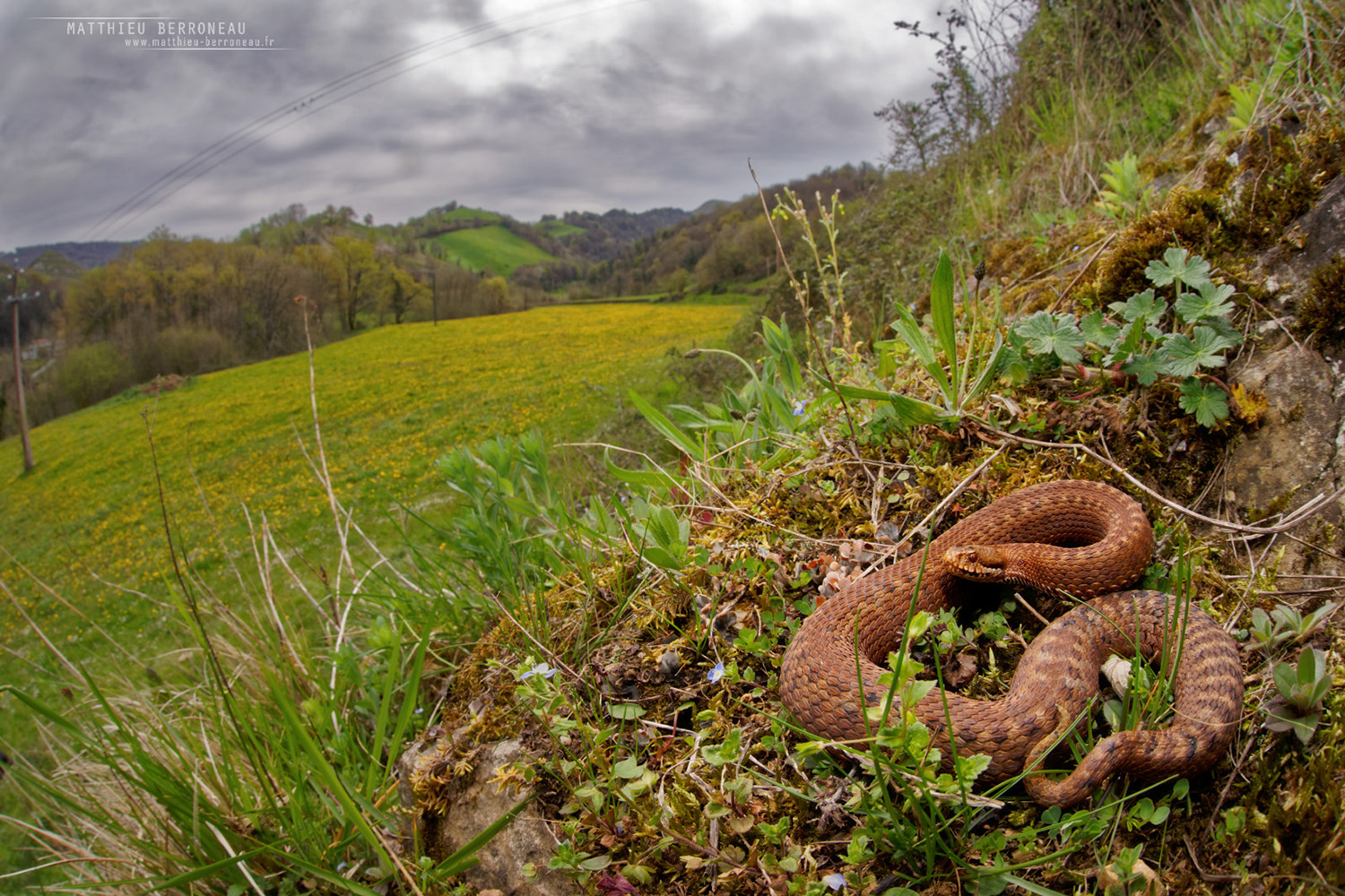La Vipère de Seoane Vipera seoanei, the Seoane's viper | Matthieu ...