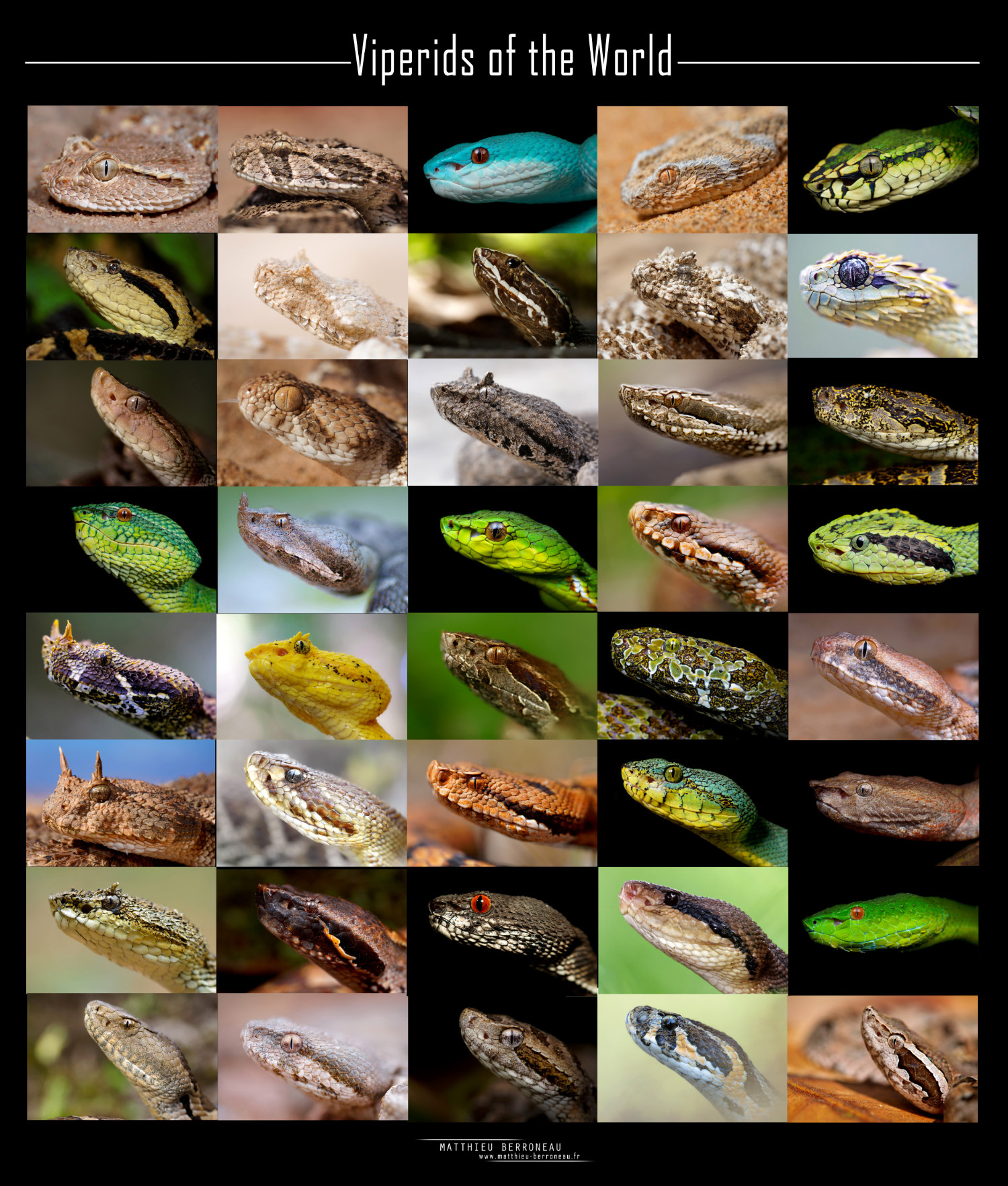 Les vipéridés dans le Monde – Viperids of the World | Matthieu ...