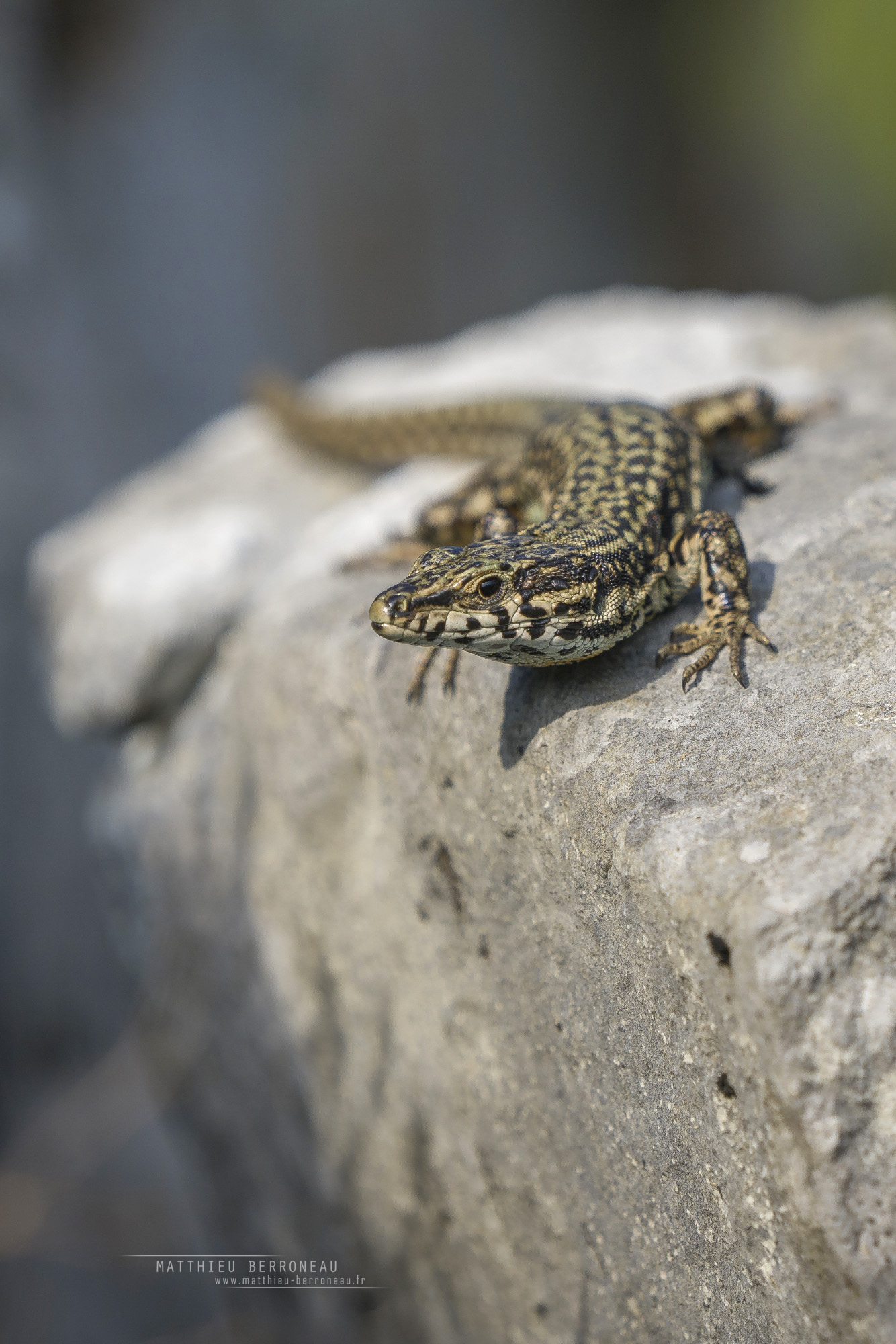 Lézard catalan Podarcis liolepis et Pyrénées-Atlantiques | Matthieu ...