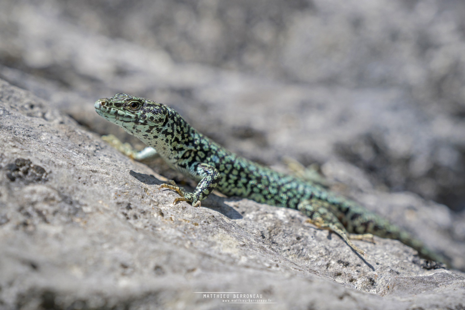 Lézard catalan Podarcis liolepis et Pyrénées-Atlantiques | Matthieu ...