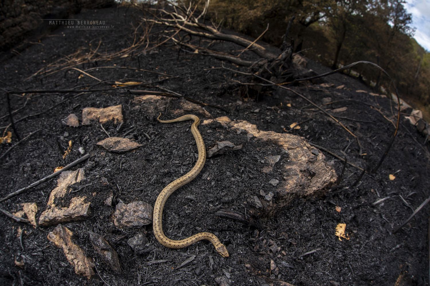 Reptiles et incendies, fire forest | Matthieu Berroneau - Photographe